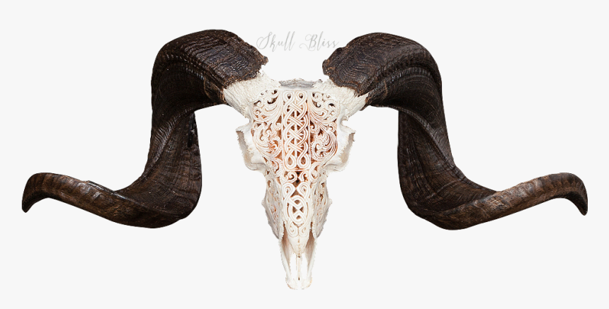 Animal Skull Png, Transparent Png , Transparent Png Image - PNGitem