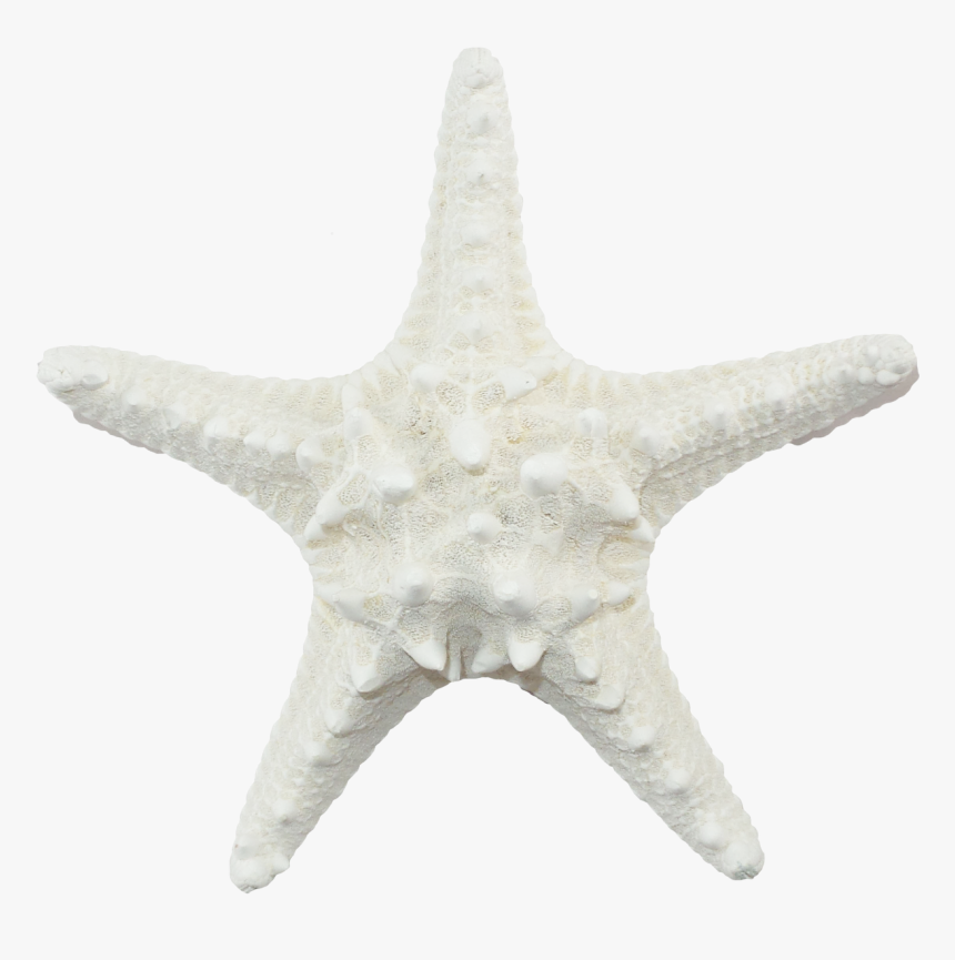 Transparent White Starfish Png, Png Download , Transparent Png Image ...