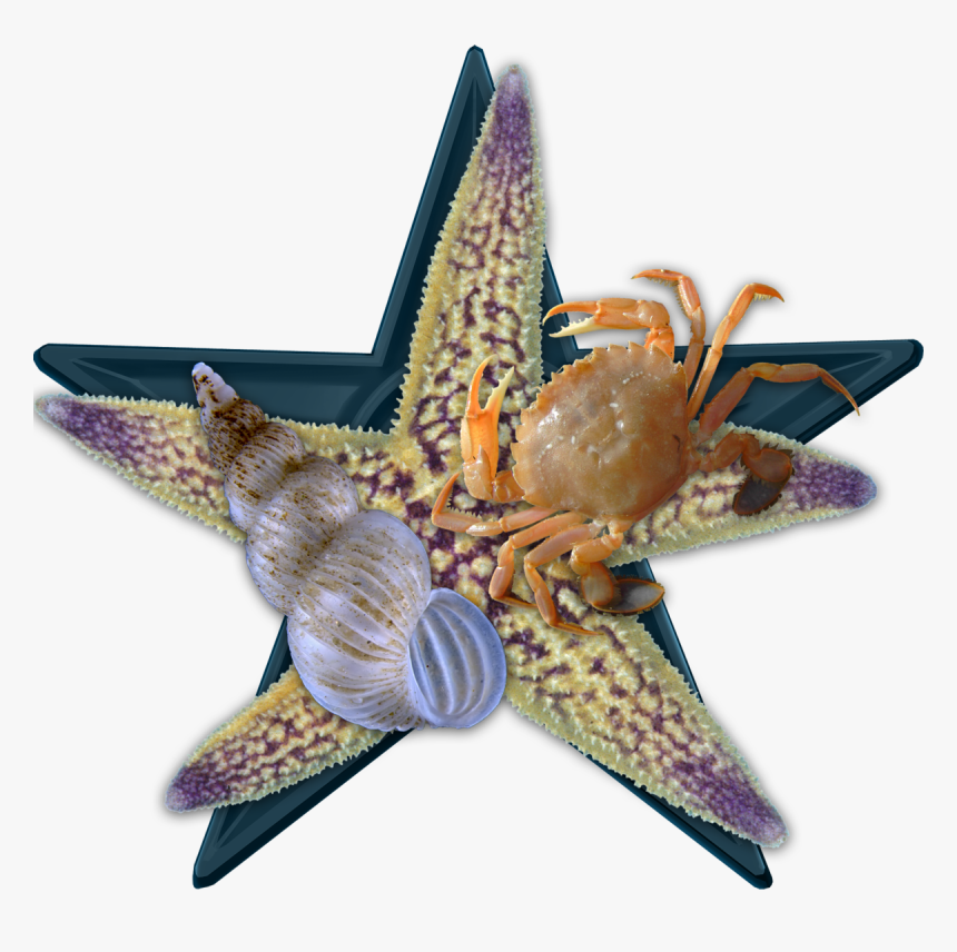 Sea Star Png, Transparent Png , Transparent Png Image - PNGitem