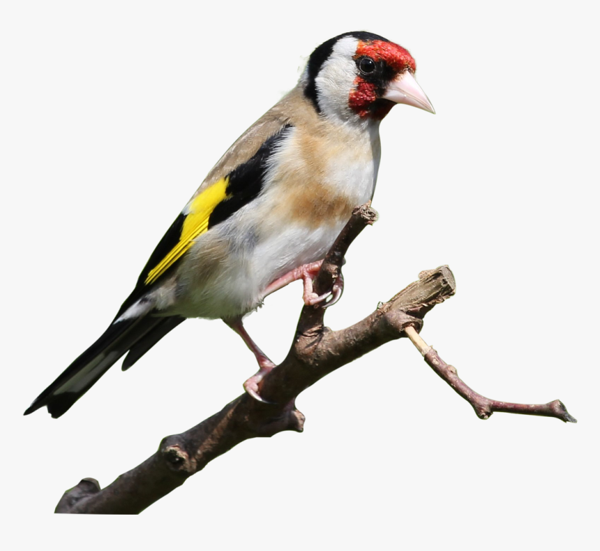 Png Images Of Birds, Transparent Png , Transparent Png Image - PNGitem