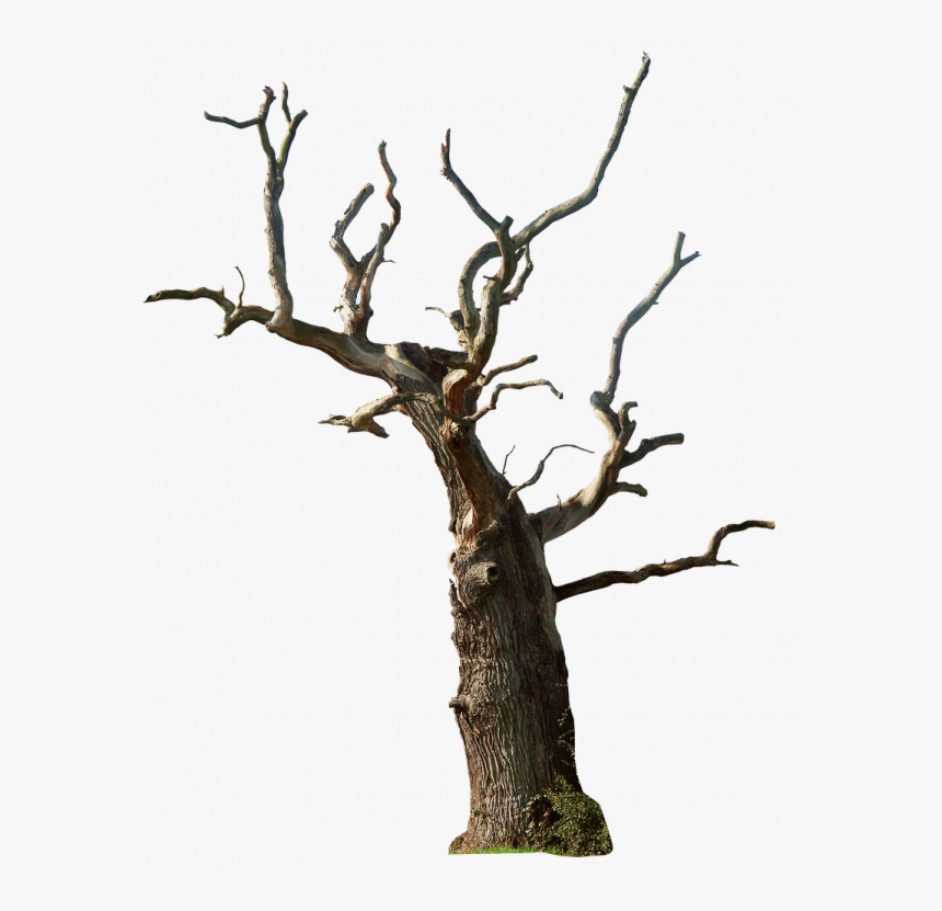 Tree Without Background Png, Transparent Png , Transparent Png Image ...
