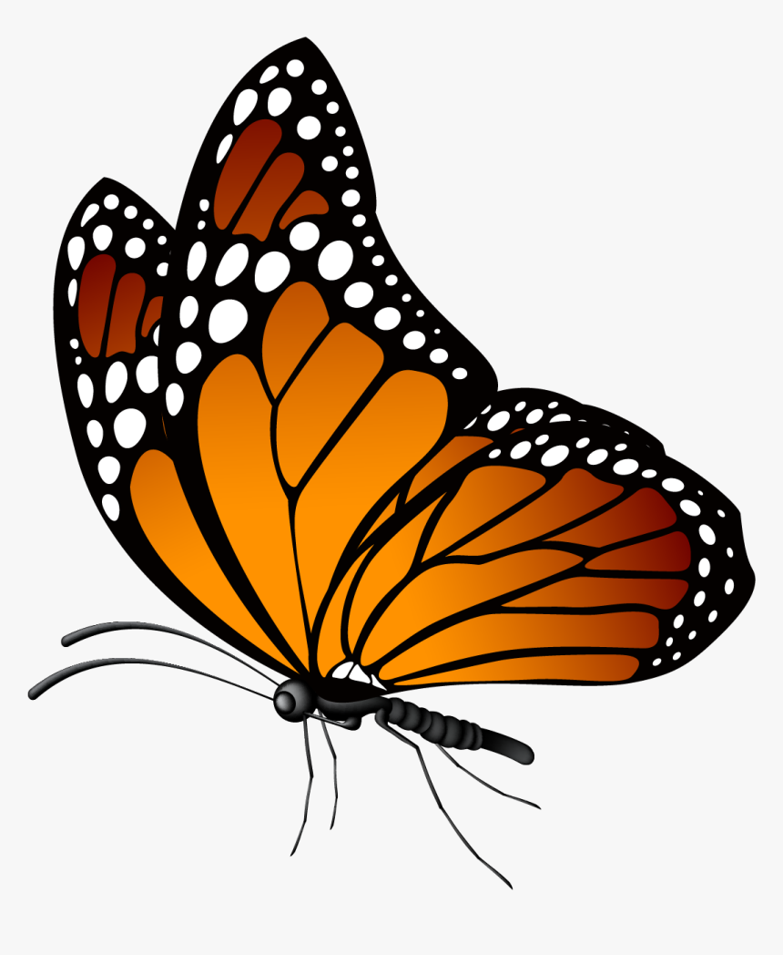 Monarch Png, Transparent Png , Transparent Png Image - PNGitem