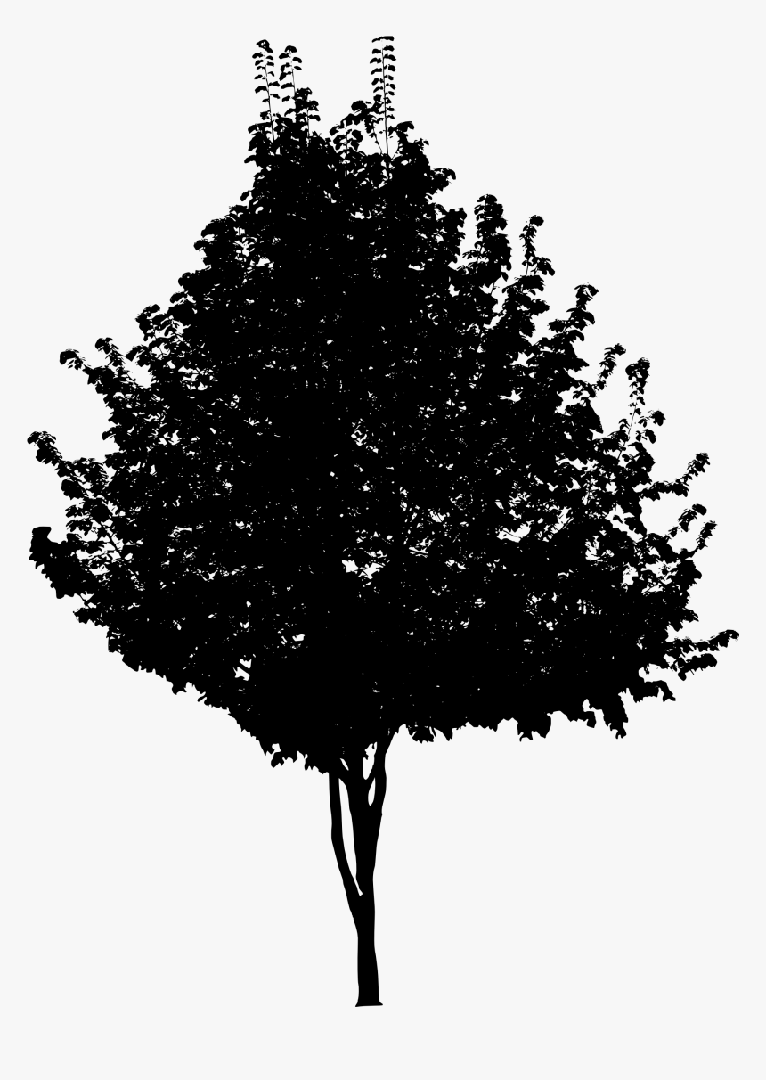 Tree Png Black And White, Transparent Png , Transparent Png Image - PNGitem