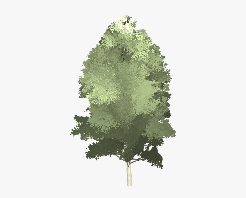Tree, HD Png Download , Transparent Png Image - PNGitem