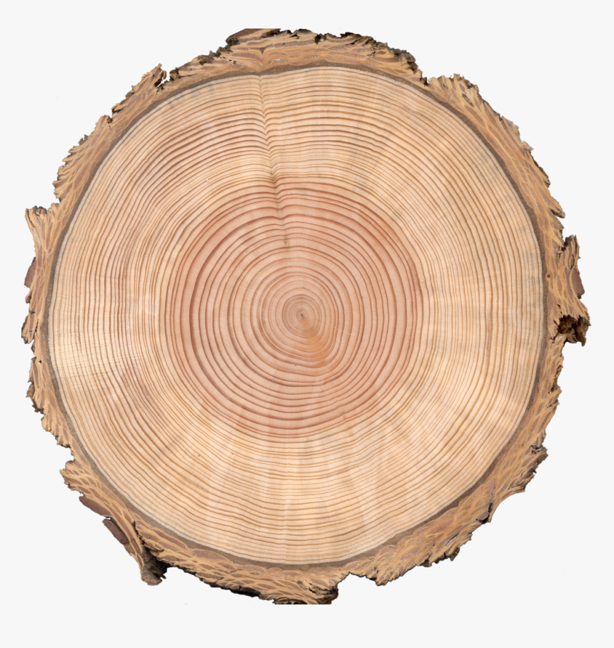 Zuni Doug Fir Alpha - Tree Cross Section Png, Transparent Png ...
