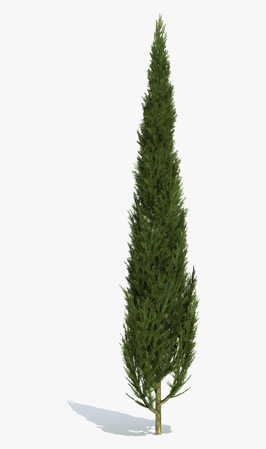 Tree Section Png, Transparent Png , Transparent Png Image - PNGitem