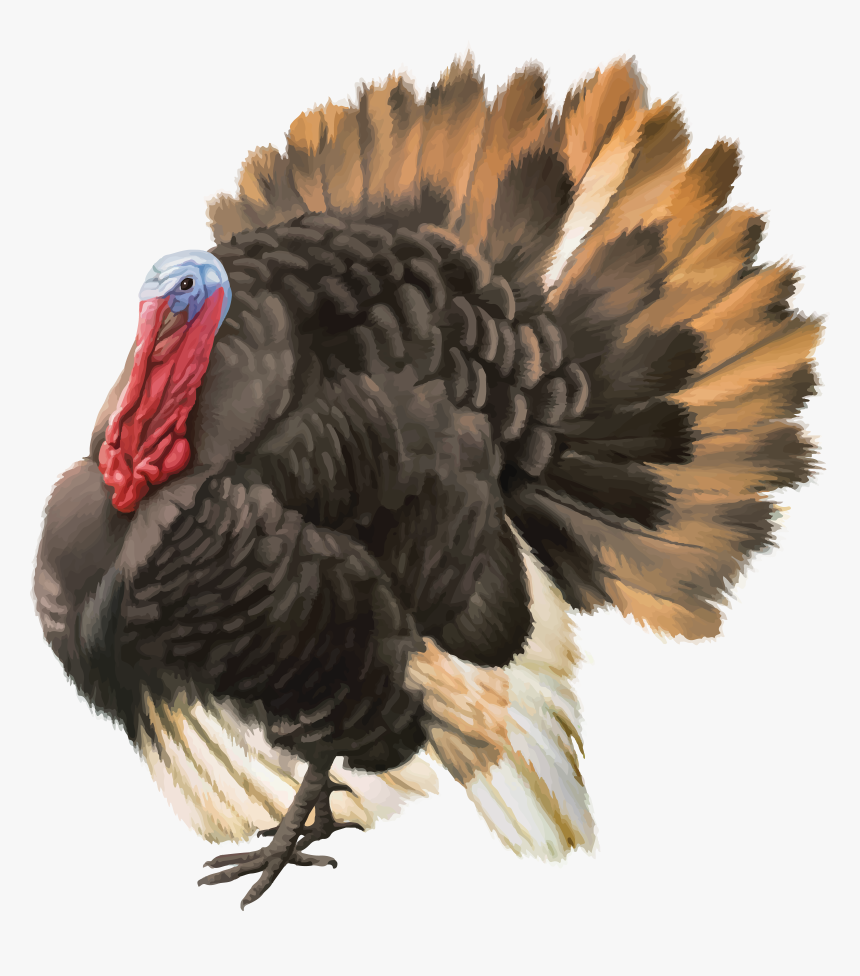 Dindon Png, Transparent Png , Transparent Png Image - PNGitem