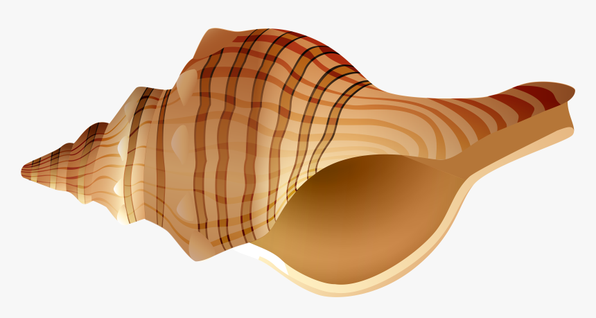 Conch Shell Clip Art