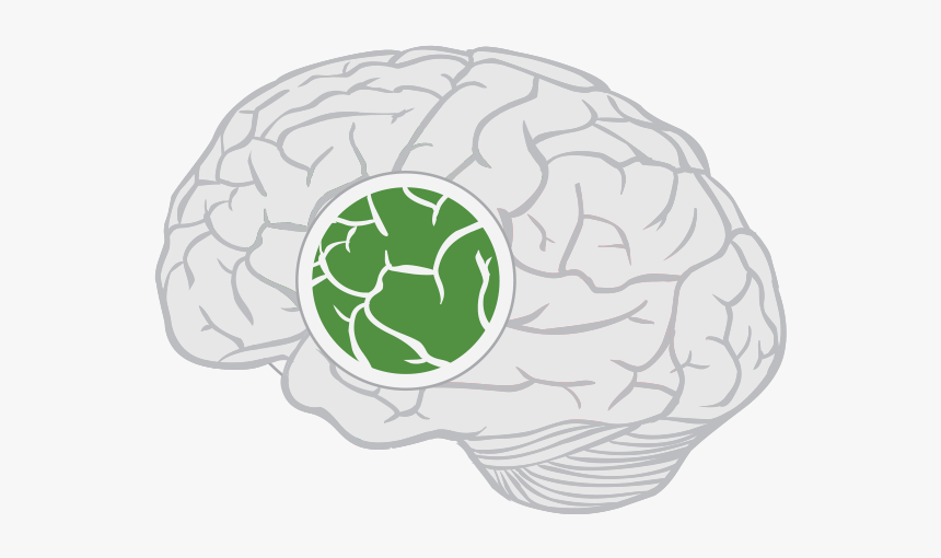 Limbic Lobe Of Brain, HD Png Download , Transparent Png Image - PNGitem