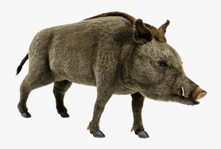 Wild Boar Png, Transparent Png , Transparent Png Image - PNGitem