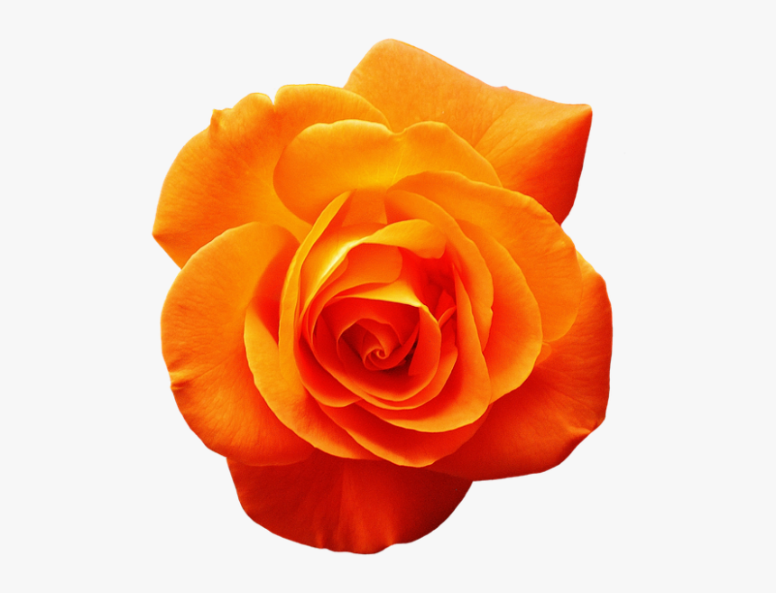 Garden Roses Orange Flower Red - Orange Rose, HD Png Download ...