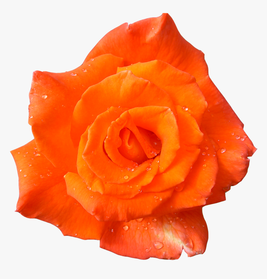 Orange Rose Png
