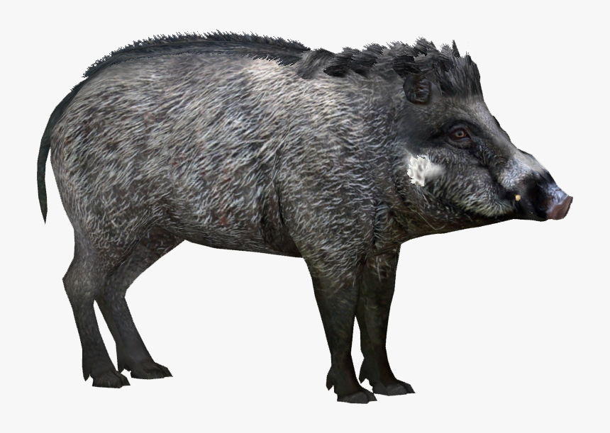 Wild Boar Peccary Visayan Warty Pig Visayas Javan Warty - Visayan Warty ...