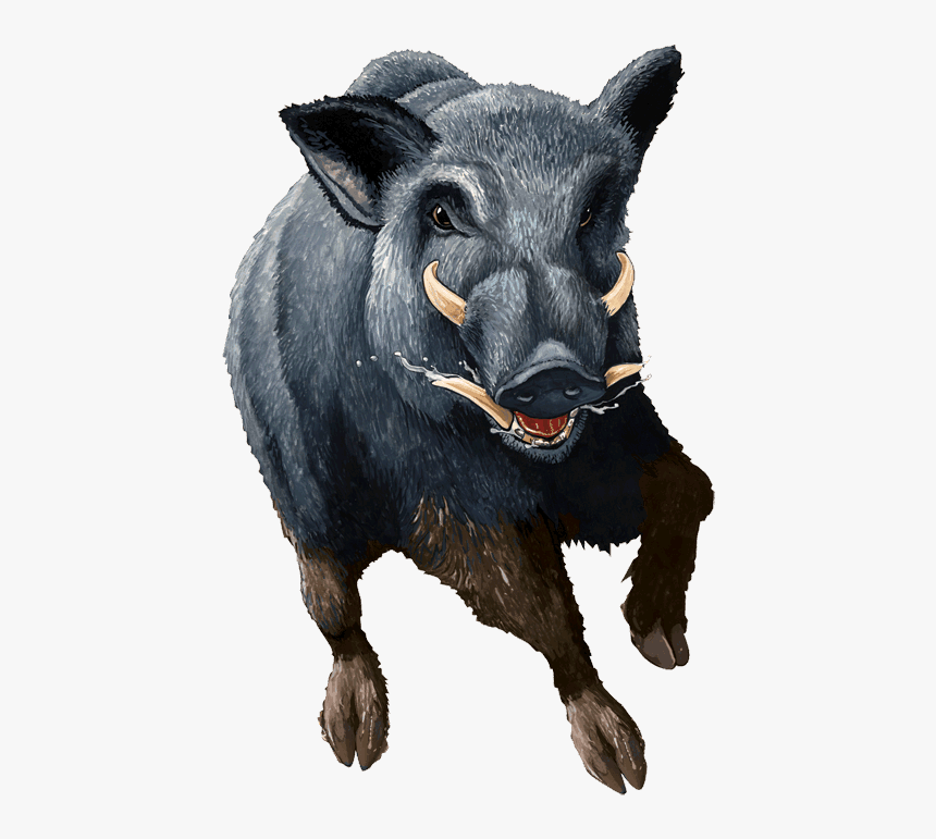 Boar Png - Wild Hog Transparent Background, Png Download , Transparent ...