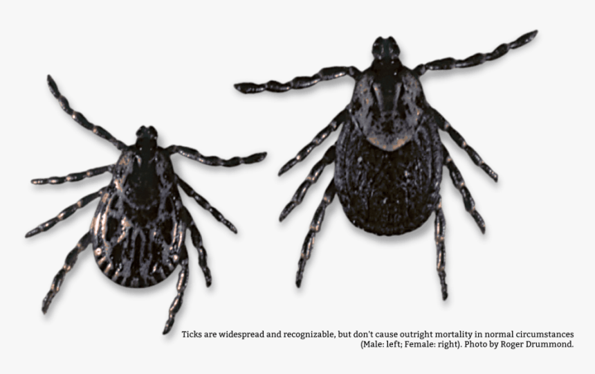Weevil, HD Png Download , Transparent Png Image - PNGitem