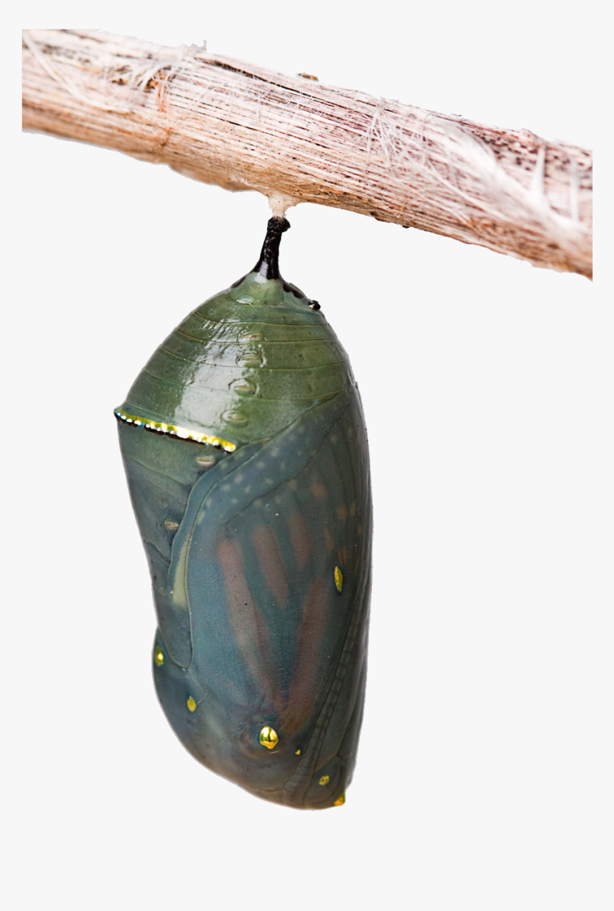 Chrysalis Png, Transparent Png , Transparent Png Image - PNGitem