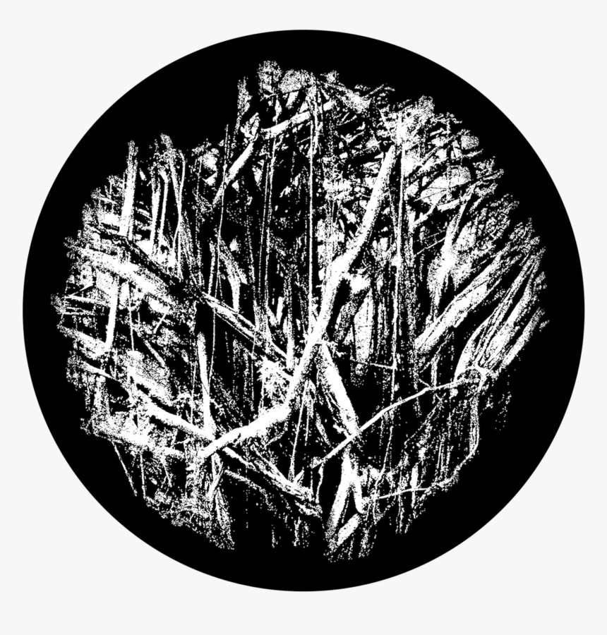 Tree Roots - Circle, HD Png Download , Transparent Png Image - PNGitem