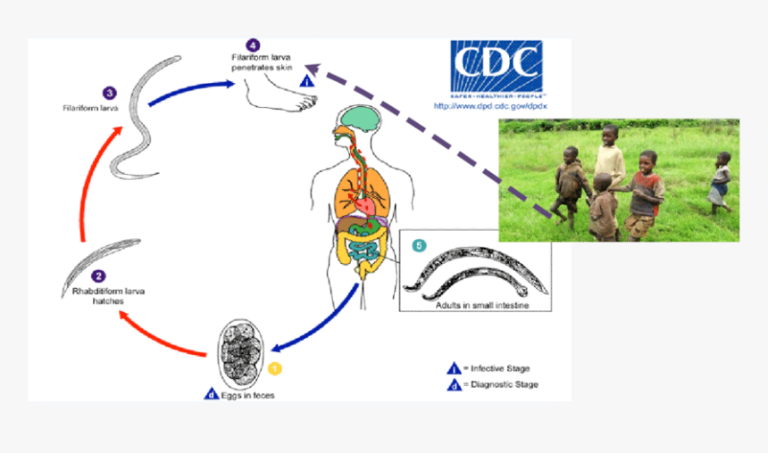 Soil Transmitted Helminths Life Cycle, HD Png Download , Transparent ...