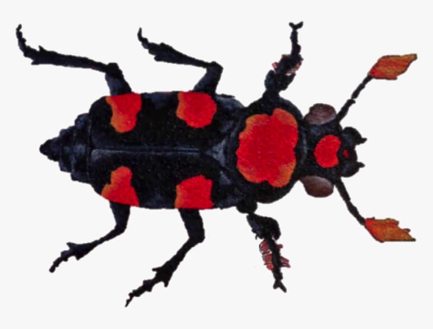 Beetle2 - Weevil, HD Png Download , Transparent Png Image - PNGitem