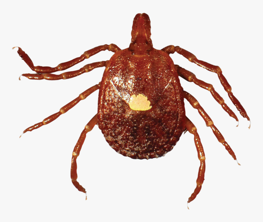 Adult Lone Star Tick - Red Tic, HD Png Download , Transparent Png Image ...