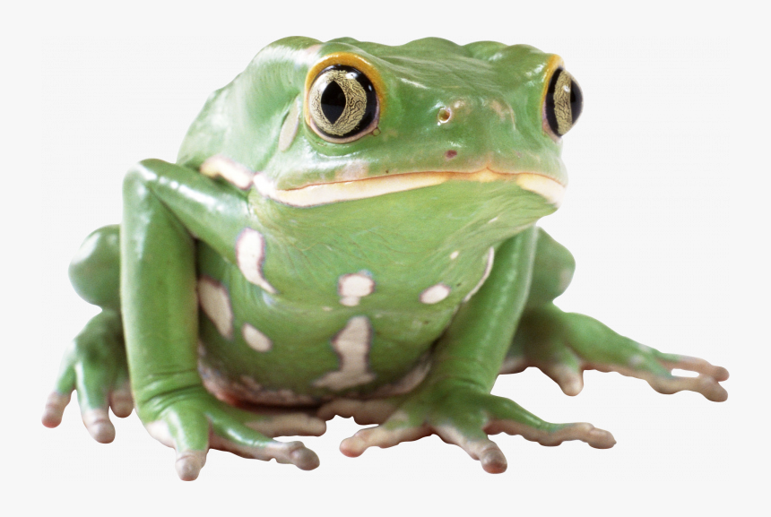Now You Can Download Frog High Quality Png, Transparent Png ...