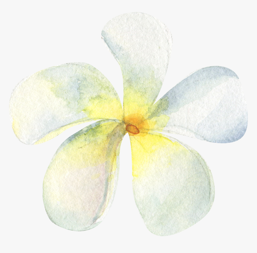Transparent Jasmine Flower Png, Png Download , Transparent Png Image ...