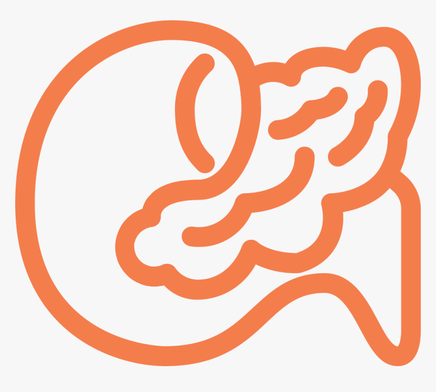 Transparent Pancreas Clipart, HD Png Download , Transparent Png Image ...