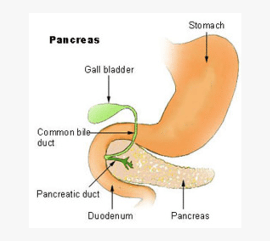 Pancreas Png, Transparent Png , Transparent Png Image - PNGitem