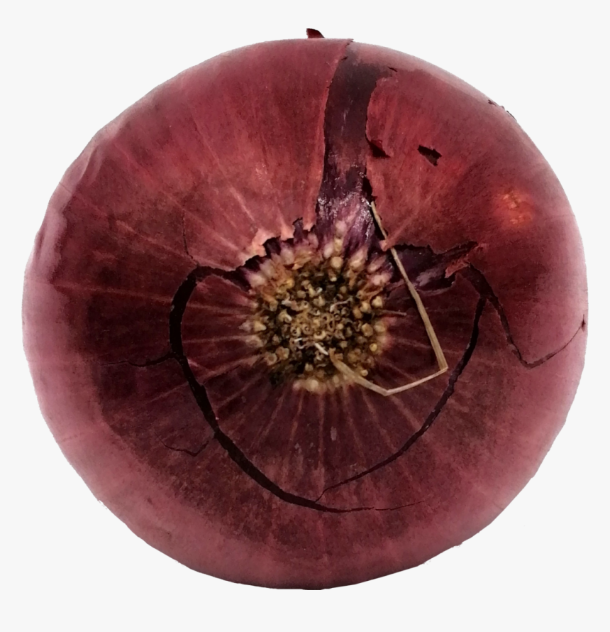 Onion-7, HD Png Download , Transparent Png Image - PNGitem