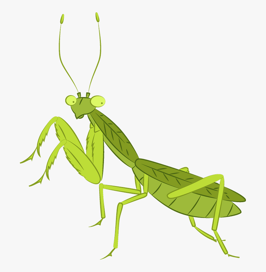 Praying Mantis Clipart, HD Png Download , Transparent Png Image - PNGitem