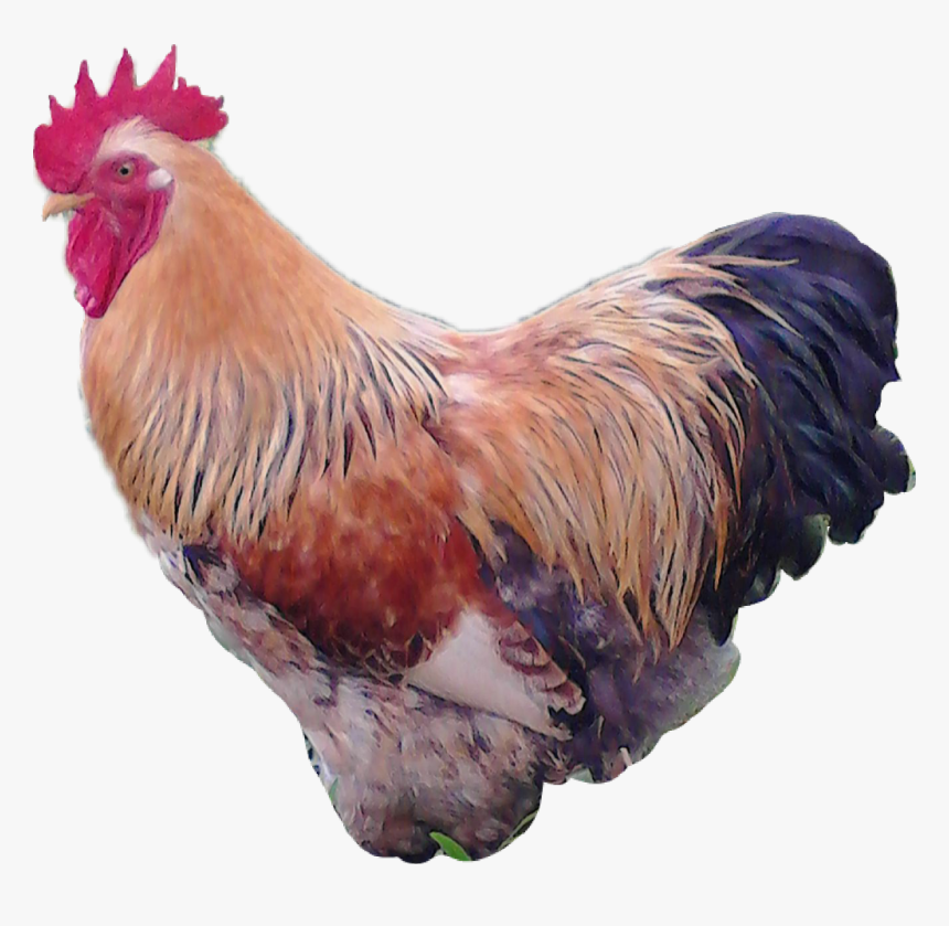 Rooster , Png Download, Transparent Png , Transparent Png Image - PNGitem