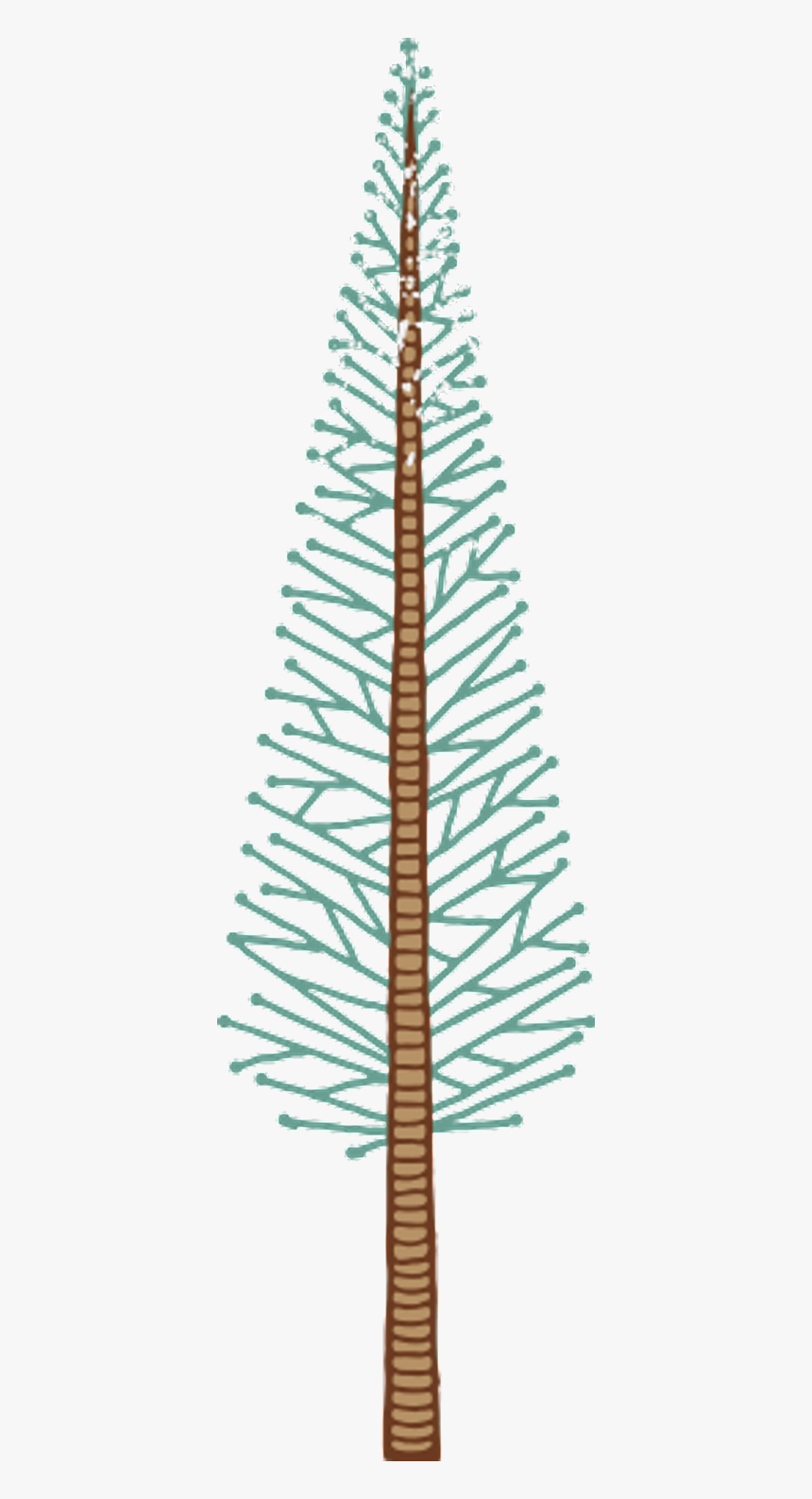 Tall Pine Tree Png, Transparent Png , Transparent Png Image - PNGitem