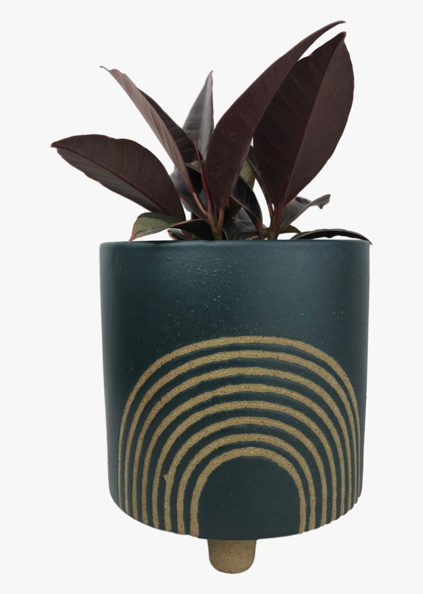 Ficus Elastica In Slate, HD Png Download , Transparent Png Image - PNGitem