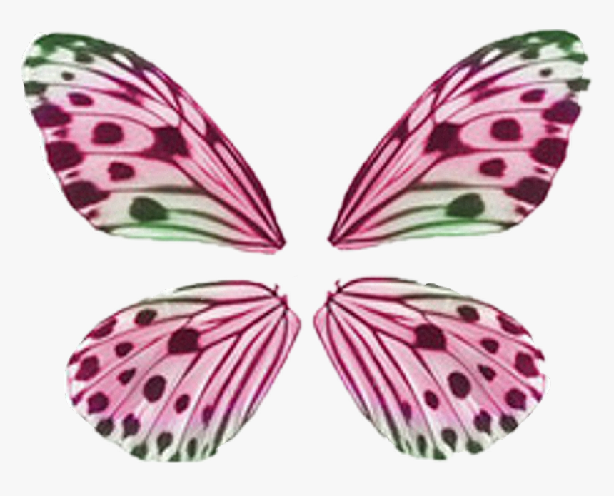 Transparent Buterfly Png, Png Download , Transparent Png Image - PNGitem