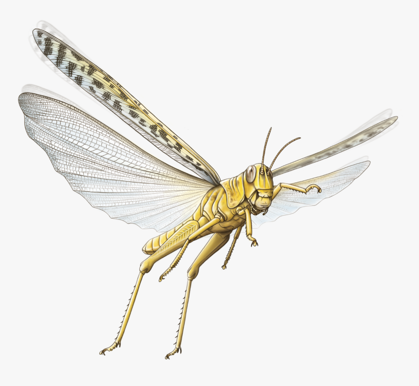 Dragonfly Wings Png, Transparent Png , Transparent Png Image - PNGitem