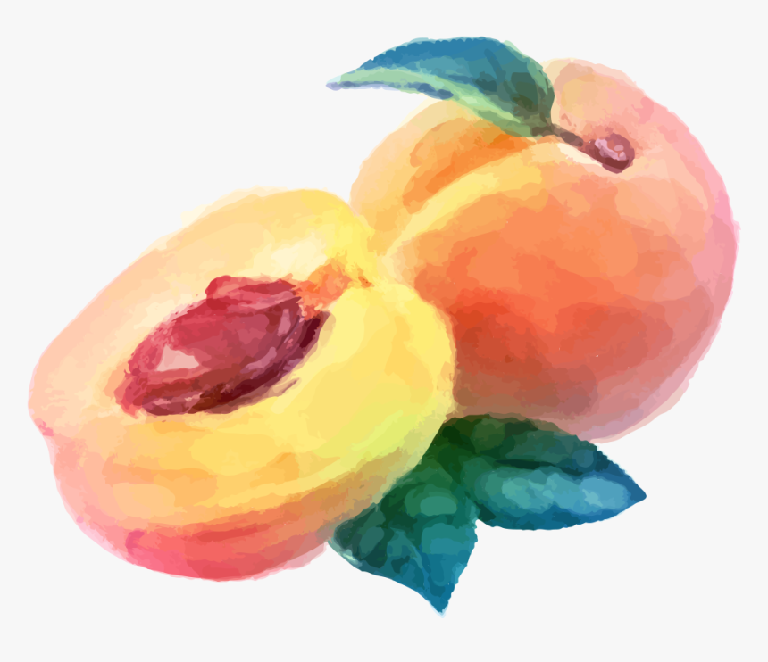 Watercolor Painting Peach Fruit Drawing, HD Png Download , Transparent ...