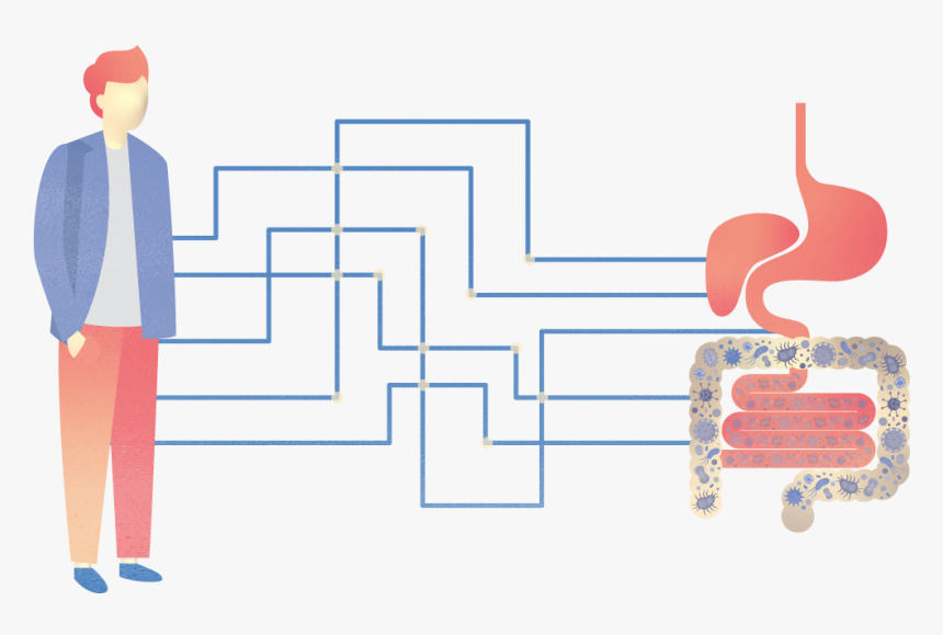 Intestines Png, Transparent Png , Transparent Png Image - PNGitem