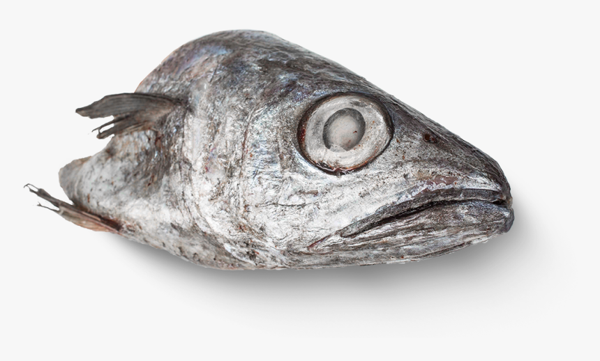 Transparent Head Fish