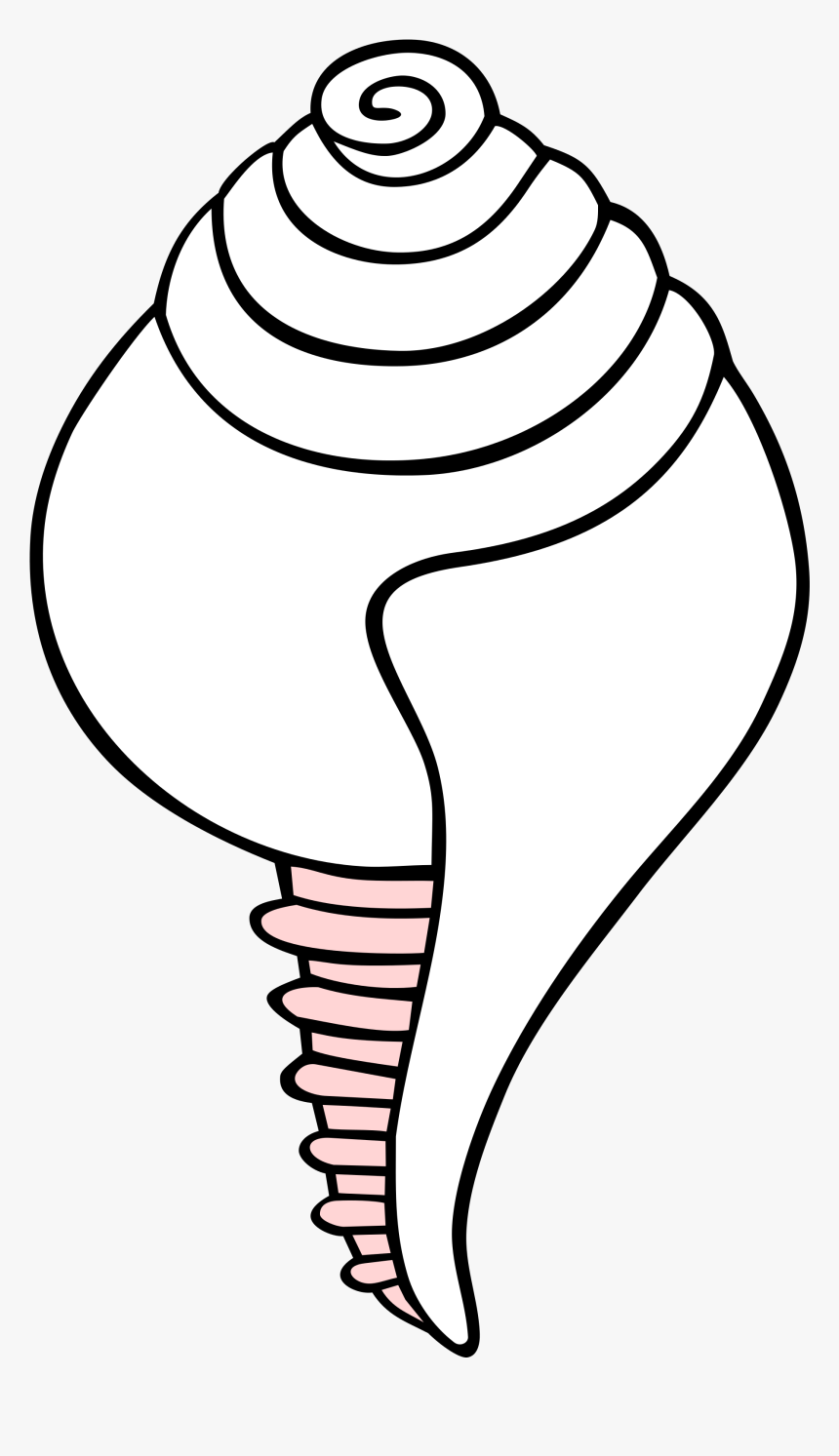 Conch Simple Drawing