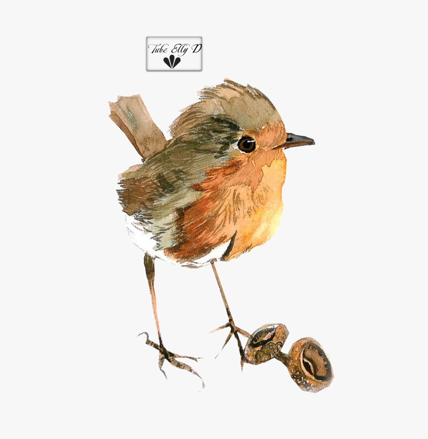 Transparent Robin Bird Png, Png Download , Transparent Png Image - PNGitem