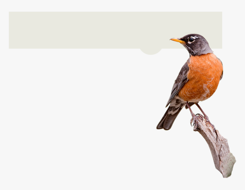 Transparent Robin Bird Png, Png Download , Transparent Png Image - PNGitem