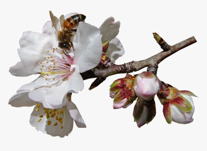 Pollen Png, Transparent Png , Transparent Png Image - PNGitem