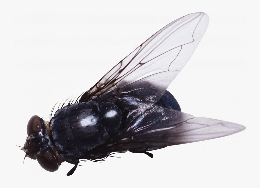 Download And Use Fly High Quality Png, Transparent Png , Transparent ...