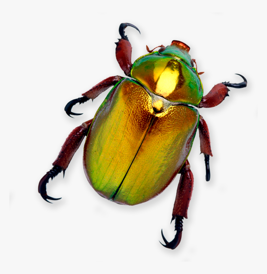 Insects Png, Transparent Png , Transparent Png Image - PNGitem
