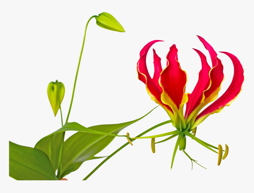 Fire Flower Png, Transparent Png , Transparent Png Image - PNGitem