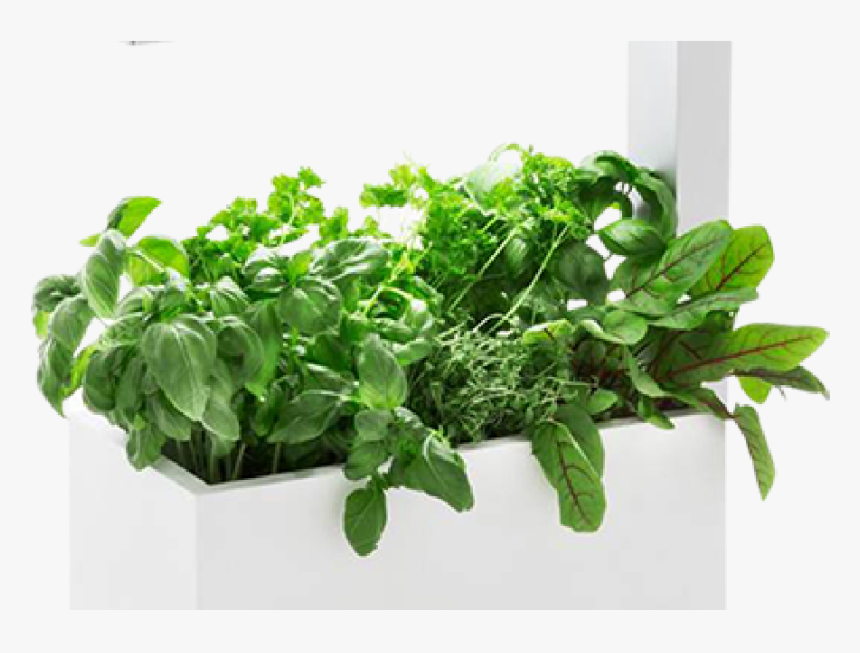 Vegetable Garden Png