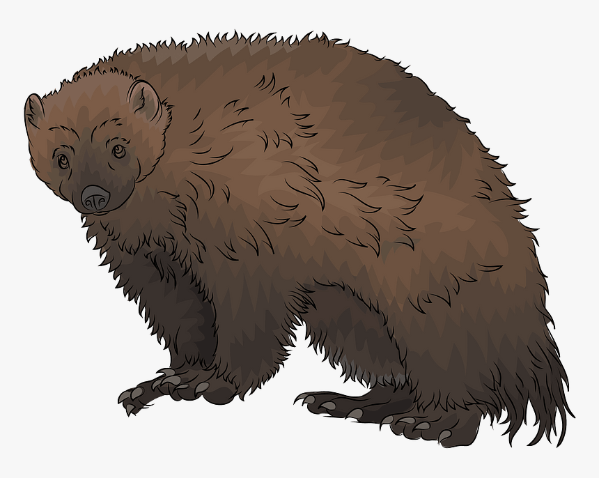 Wolverine Clipart, HD Png Download , Transparent Png Image - PNGitem
