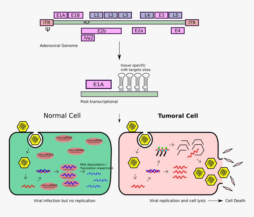 Oncolytic Adenovirus Controlled By Microrna Response, HD Png Download ...