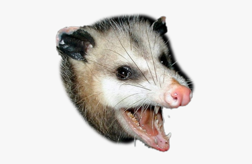 #opossum, HD Png Download , Transparent Png Image - PNGitem