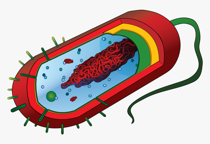 Germs Png, Transparent Png , Transparent Png Image - PNGitem